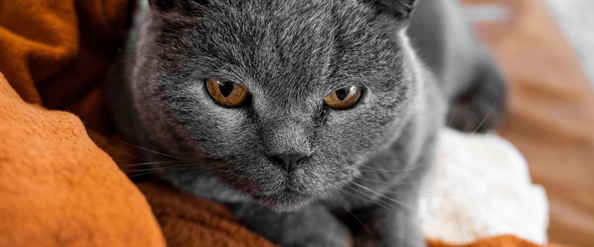 250+ Gray Cat Names Your Silver Feline Will Love | TrustedHousesitters.com