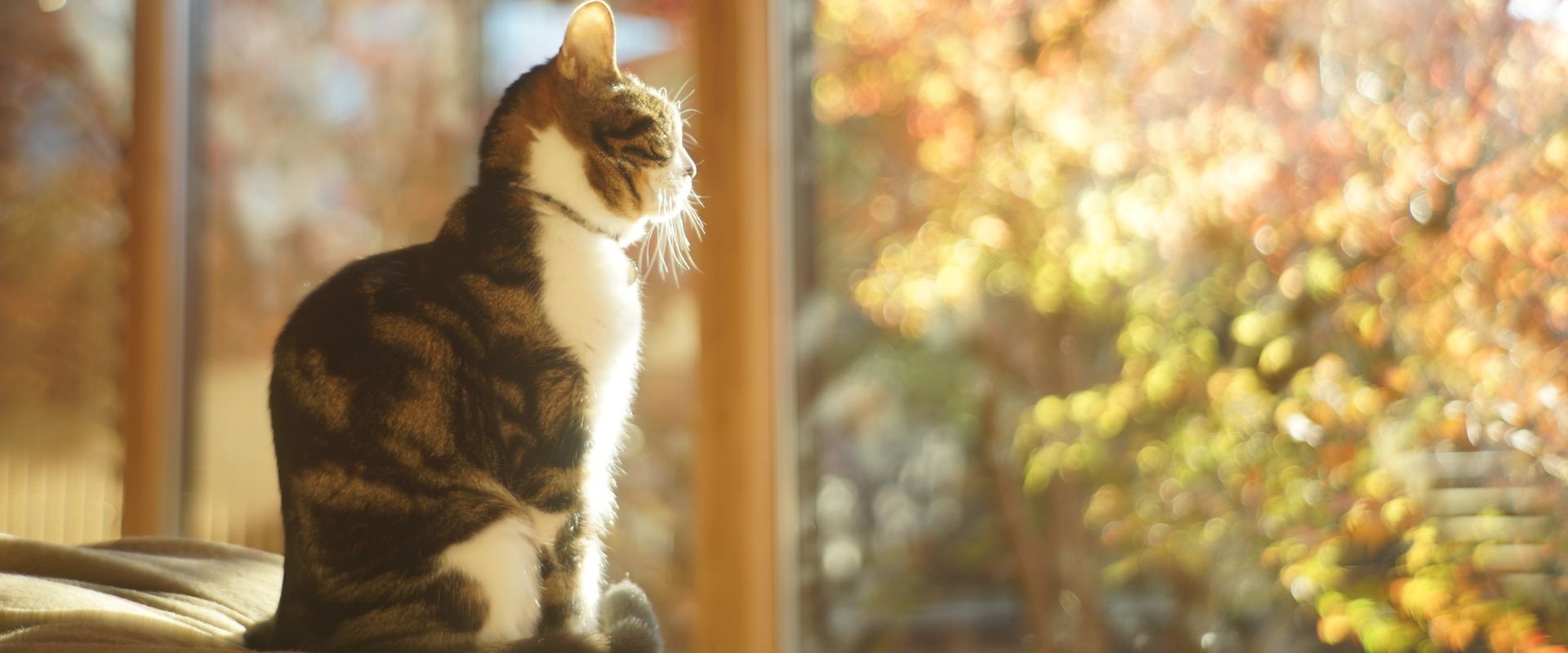 250+ Japanese Cat Names | TrustedHousesitters.com