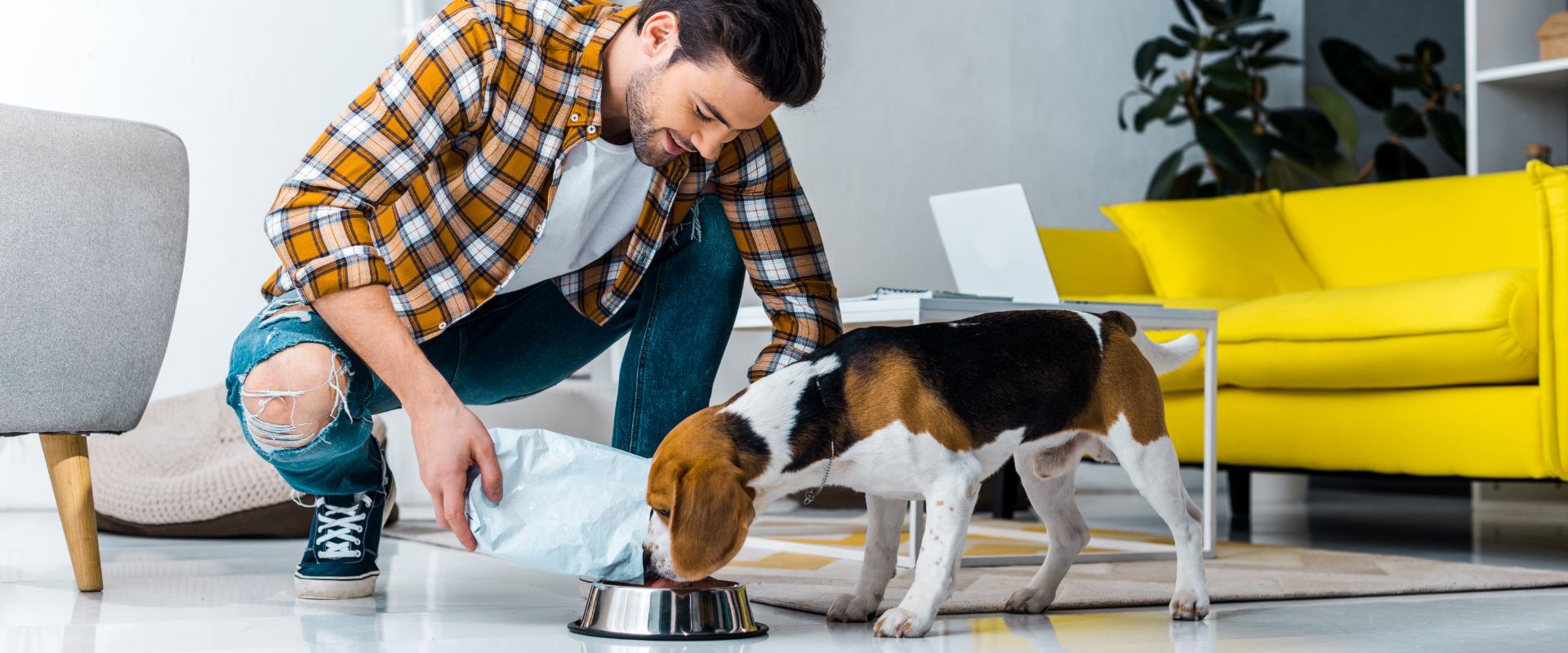 Drop-In Pet Sitting Rates | Drop-In House Sitting Payments ...