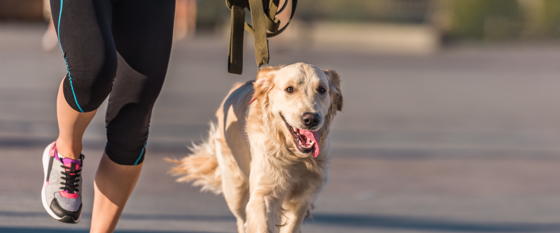 Tips for Running with a Dog | Running with a Dog Lead ...