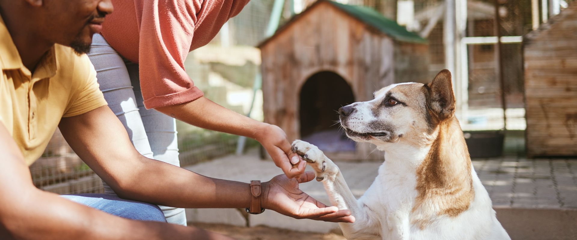 Take A Look About Dog Day Care Cost