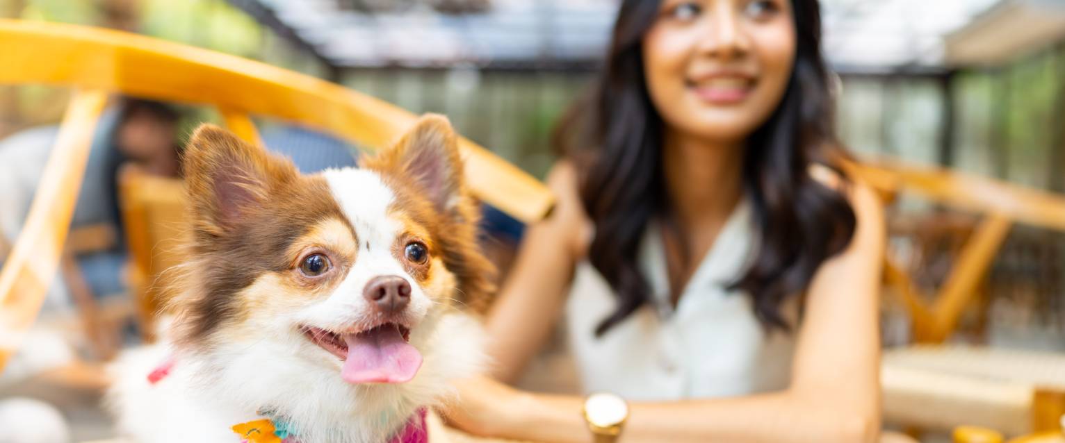 Dog-Friendly Guide to Sydney: Things to do in Sydney with a dog ...