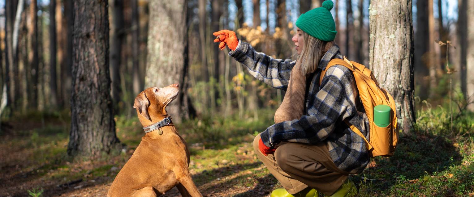 Dog Friendly Guide to Perth: Things to Do in Perth with a Dog ...