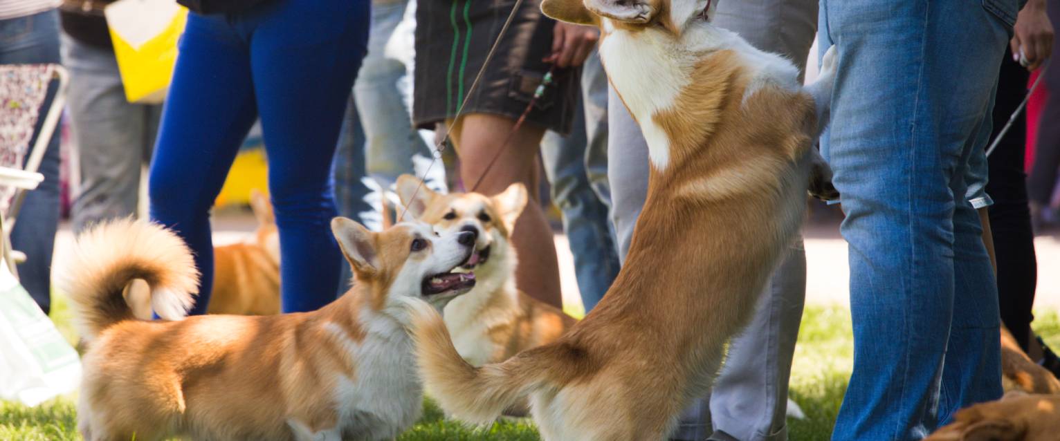 Dog Friendly Guide to Perth: Things to Do in Perth with a Dog ...