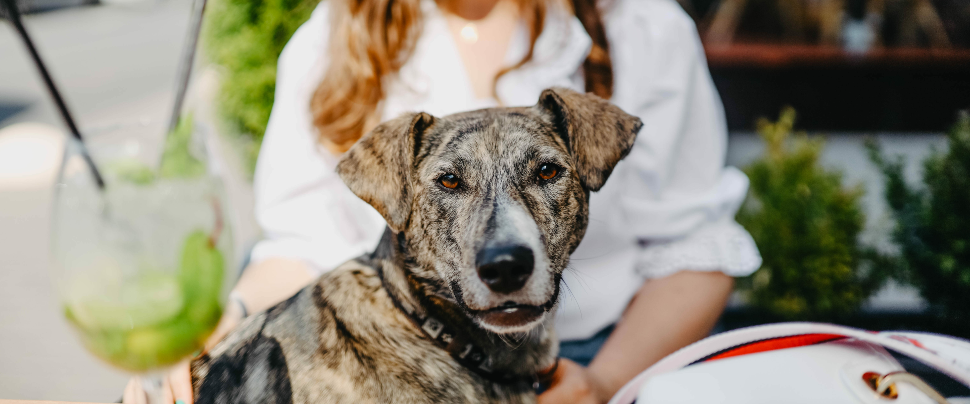 Dog-Friendly Colorado Springs: Things to do With a Dog in Colorado ...