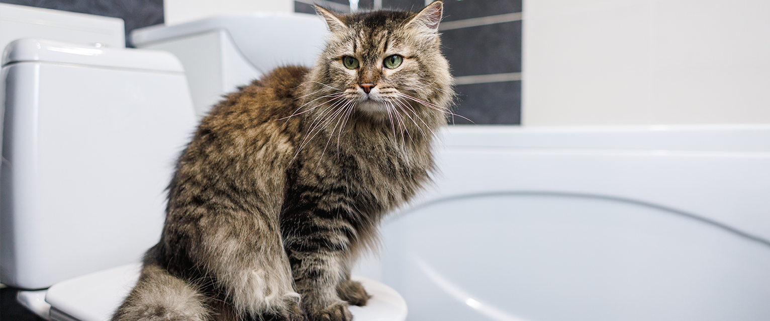 7 Tailless Cat Breeds: A Guide On Rumpy Risers | TrustedHousesitters.com