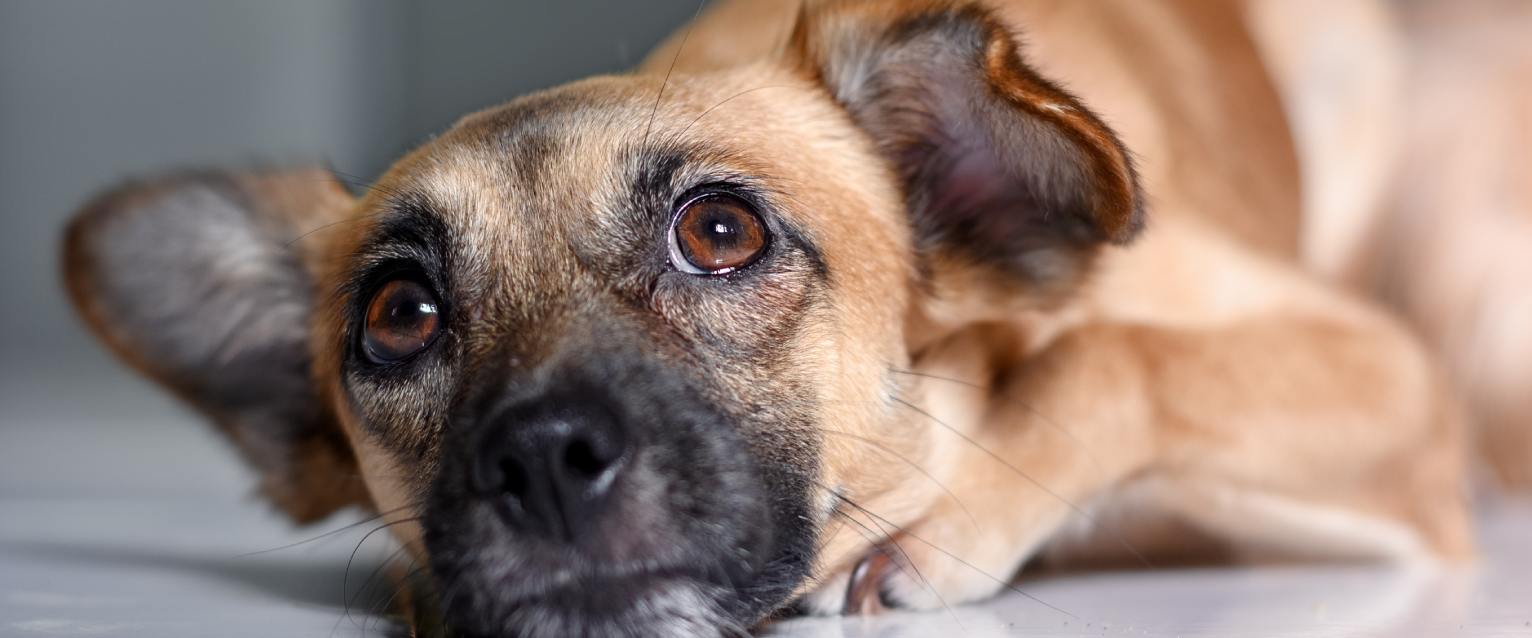 Ataxia in Dogs | TrustedHousesitters.com