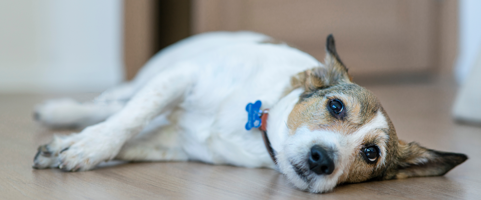 Ataxia in Dogs | TrustedHousesitters.com