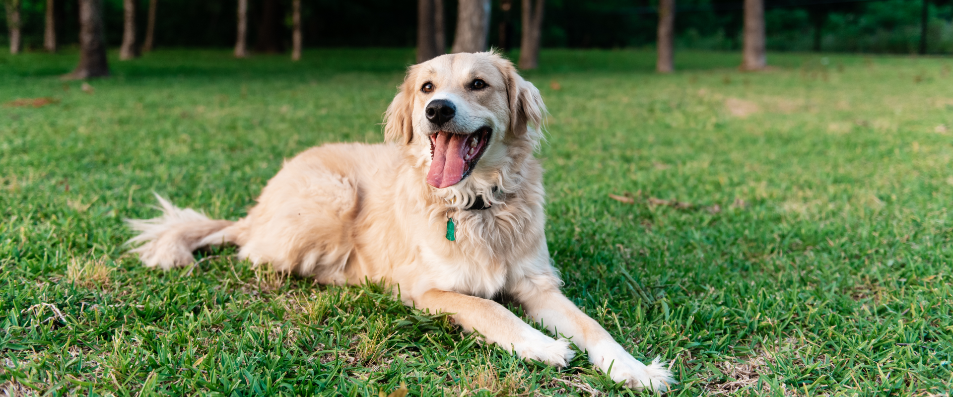 A Guide to Dog Friendly, Dallas TX | TrustedHousesitters.com
