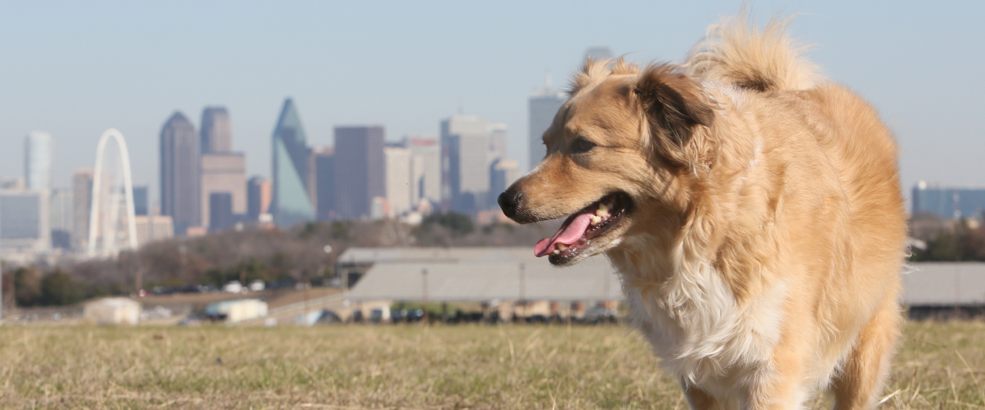 A Guide to Dog Friendly, Dallas TX | TrustedHousesitters.com