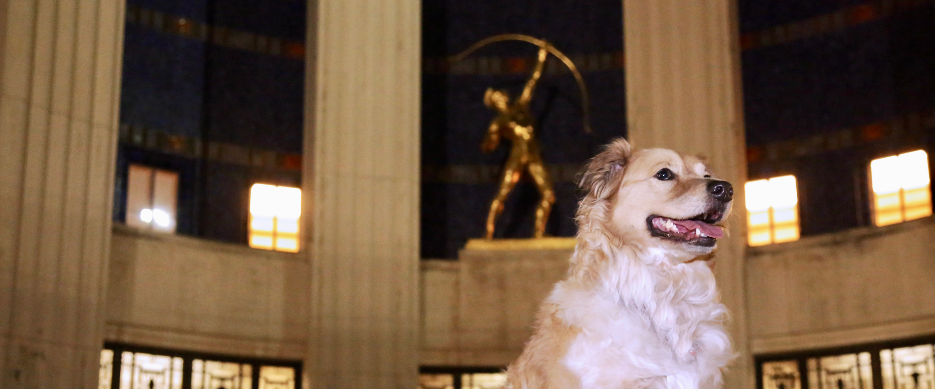 A Guide to Dog Friendly, Dallas TX | TrustedHousesitters.com