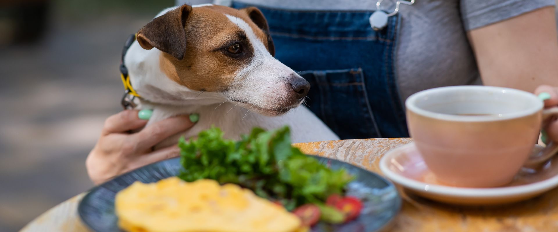 Dog-Friendly Cardiff Guide | Dog-Friendly Pubs Cardiff ...