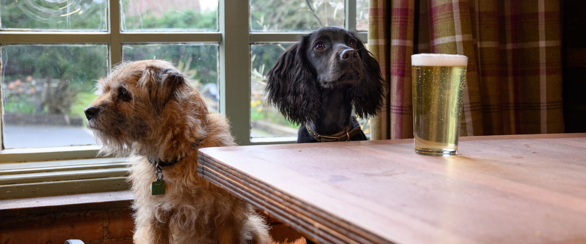 Dog-Friendly Cardiff Guide | Dog-Friendly Pubs Cardiff ...