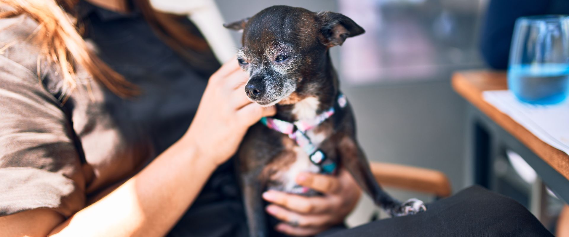 Dog-Friendly Brighton | Dog-Friendly Restaurants Brighton ...