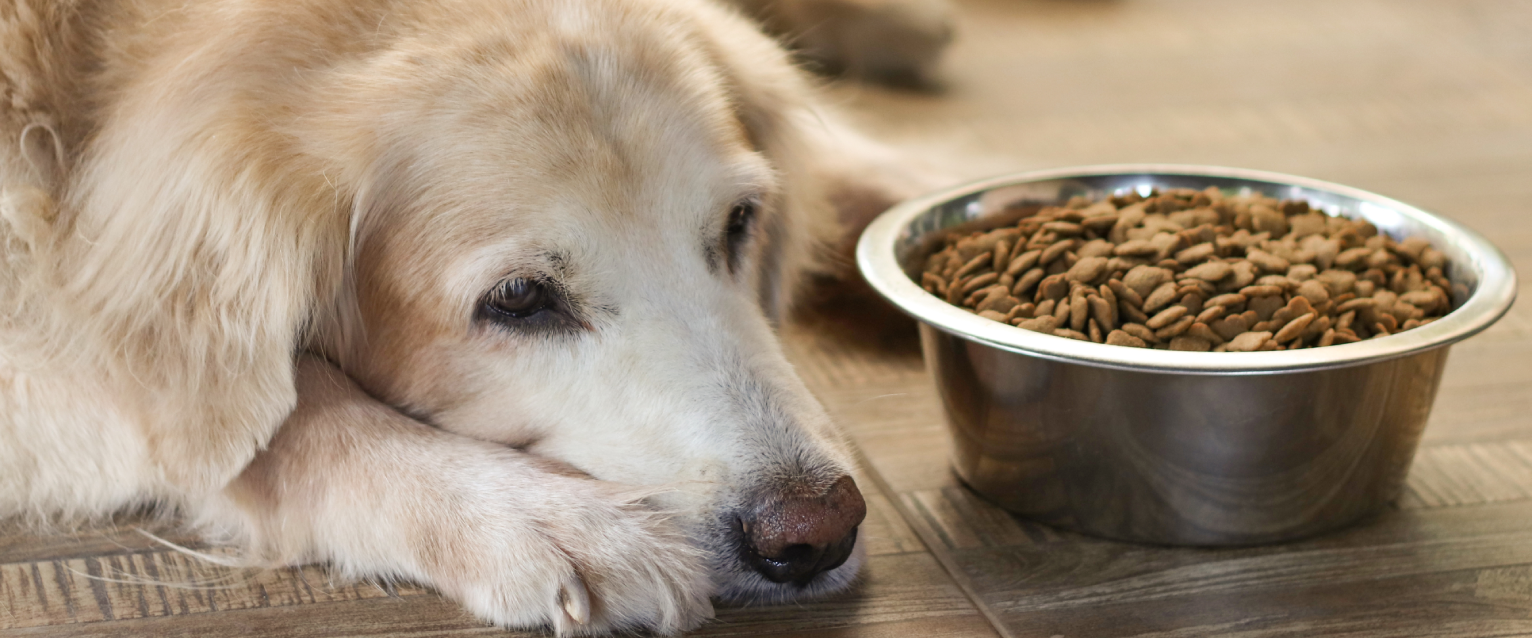Symptoms of Colitis in Dogs: Causes, Treatment and Prevention ...