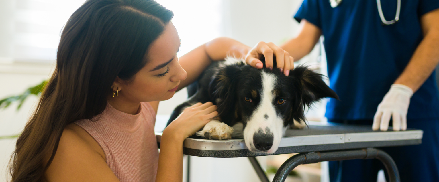 Symptoms of Colitis in Dogs: Causes, Treatment and Prevention ...