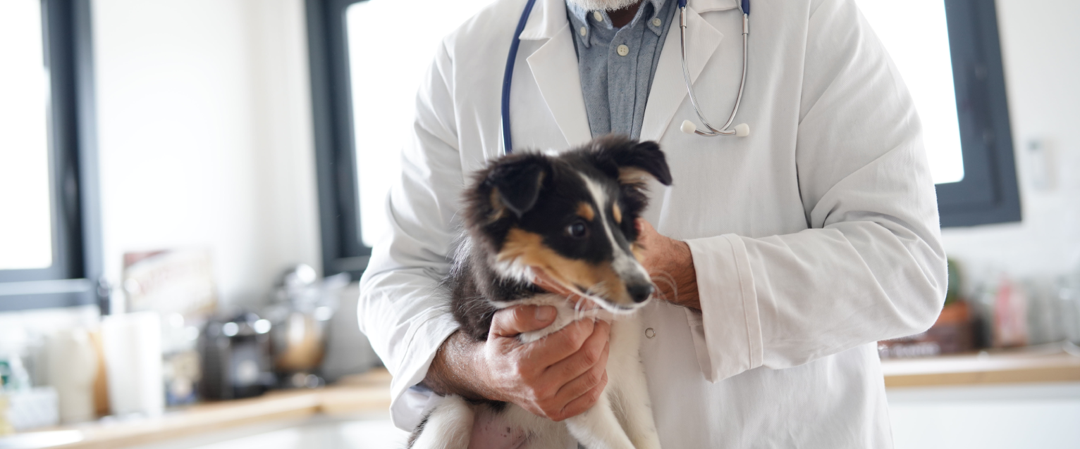 Symptoms of Colitis in Dogs: Causes, Treatment and Prevention ...