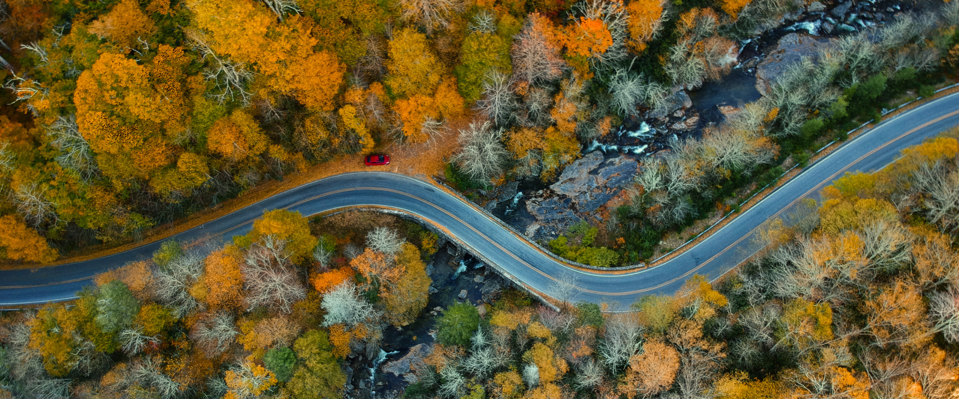 Dog-Friendly Asheville, NC: Things to do in Asheville With a Dog ...