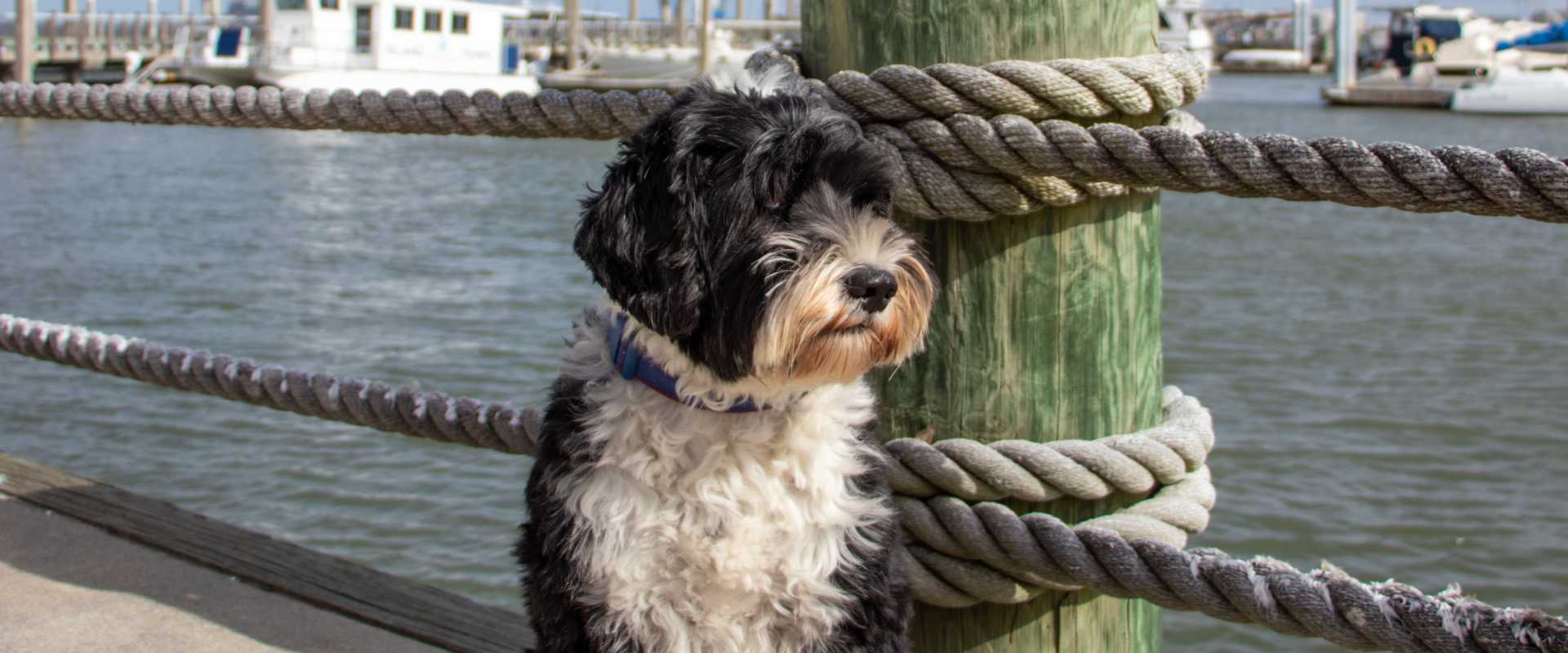 A Guide to Dog-Friendly Charleston, South Carolina ...
