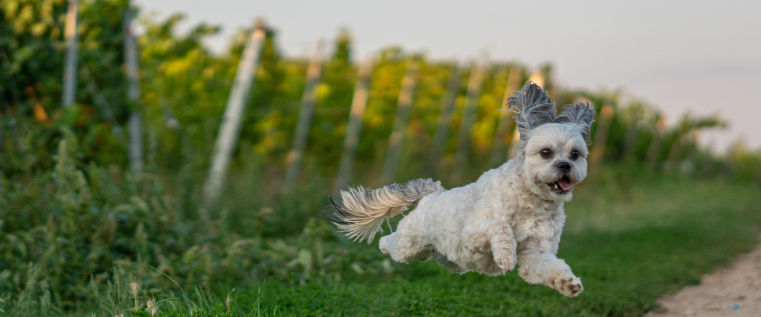 A Dog-Friendly Guide to Tasmania: Things to do in Tasmania With Your ...