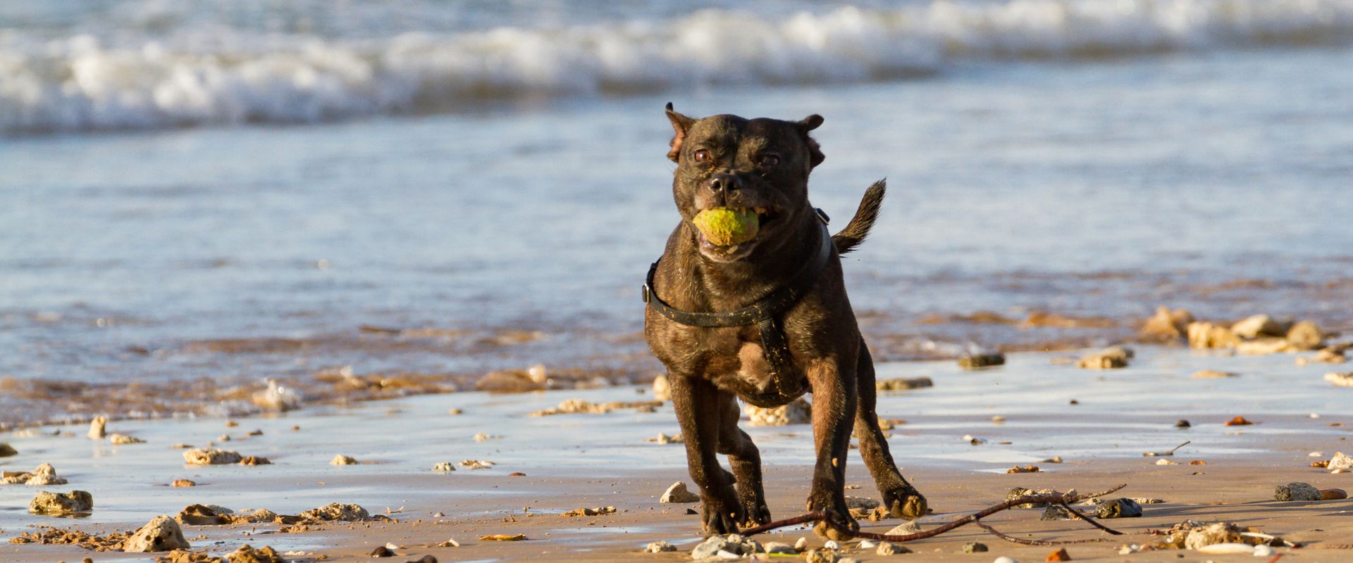 Dog-Friendly Darwin | Pet Shops Darwin NT | TrustedHousesitters.com