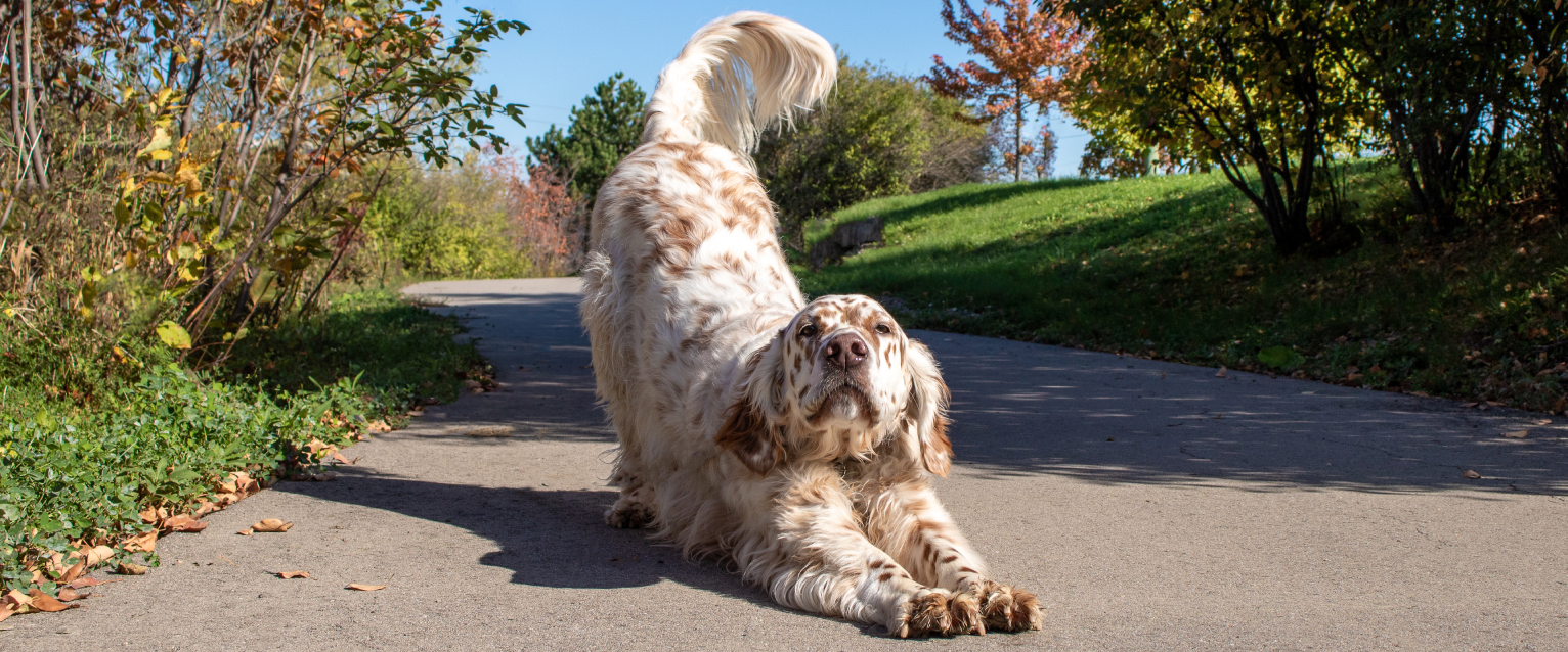 A Dog-Friendly Guide to Pittsburgh: Things to do in Pittsburgh With ...