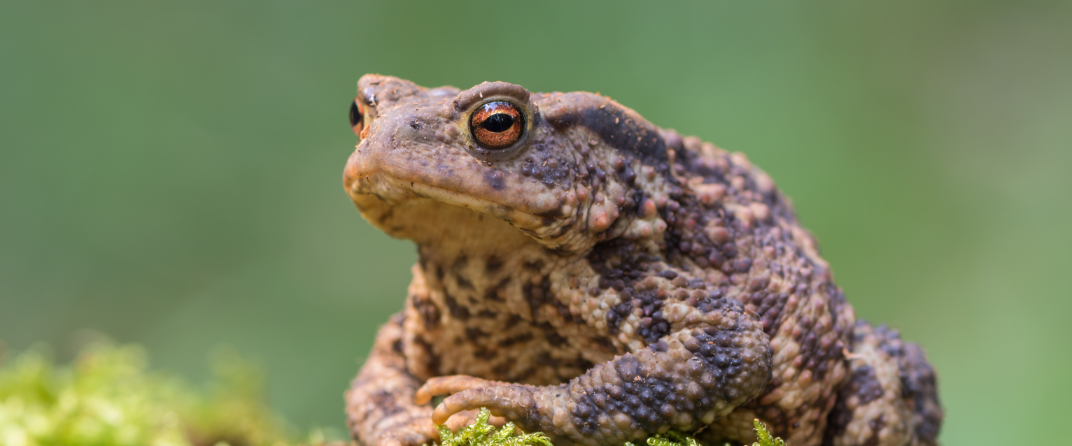 Are toads poisonous to dogs? | TrustedHousesitters.com