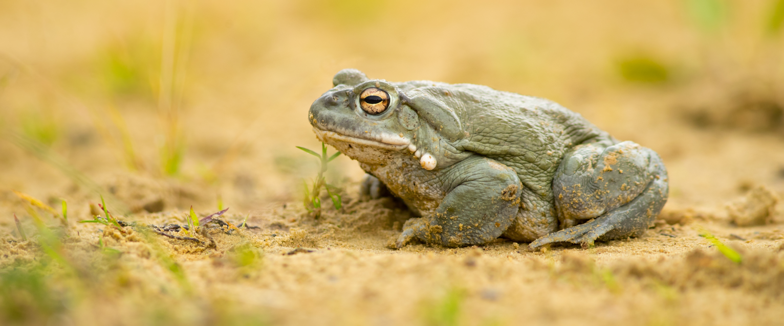 Are toads poisonous to dogs? | TrustedHousesitters.com