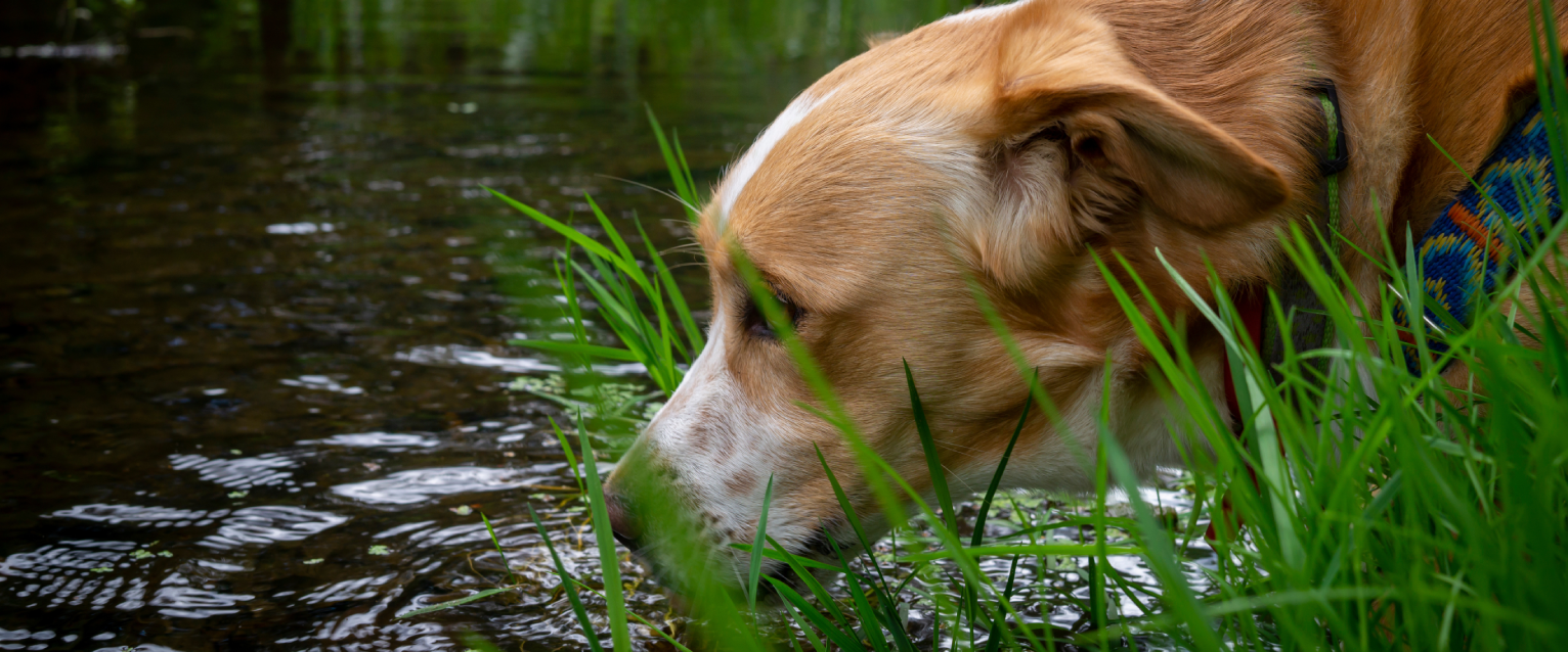 Are toads poisonous to dogs? | TrustedHousesitters.com