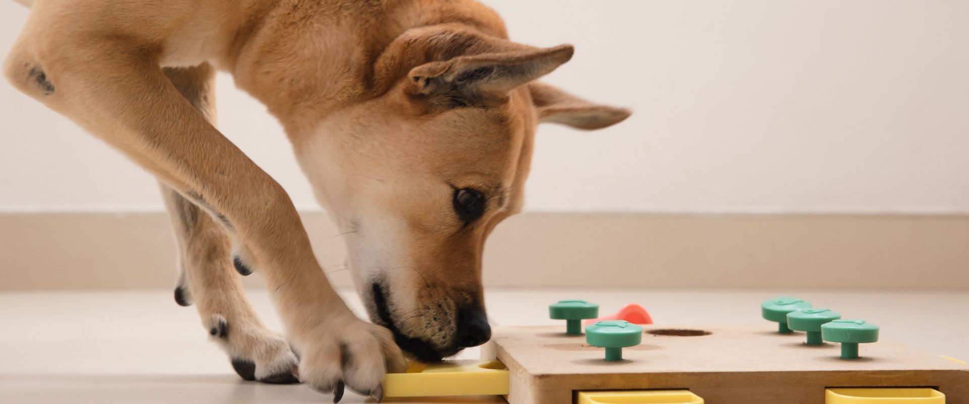 Pet Ownership Statistics | US States Dog Population Stats ...