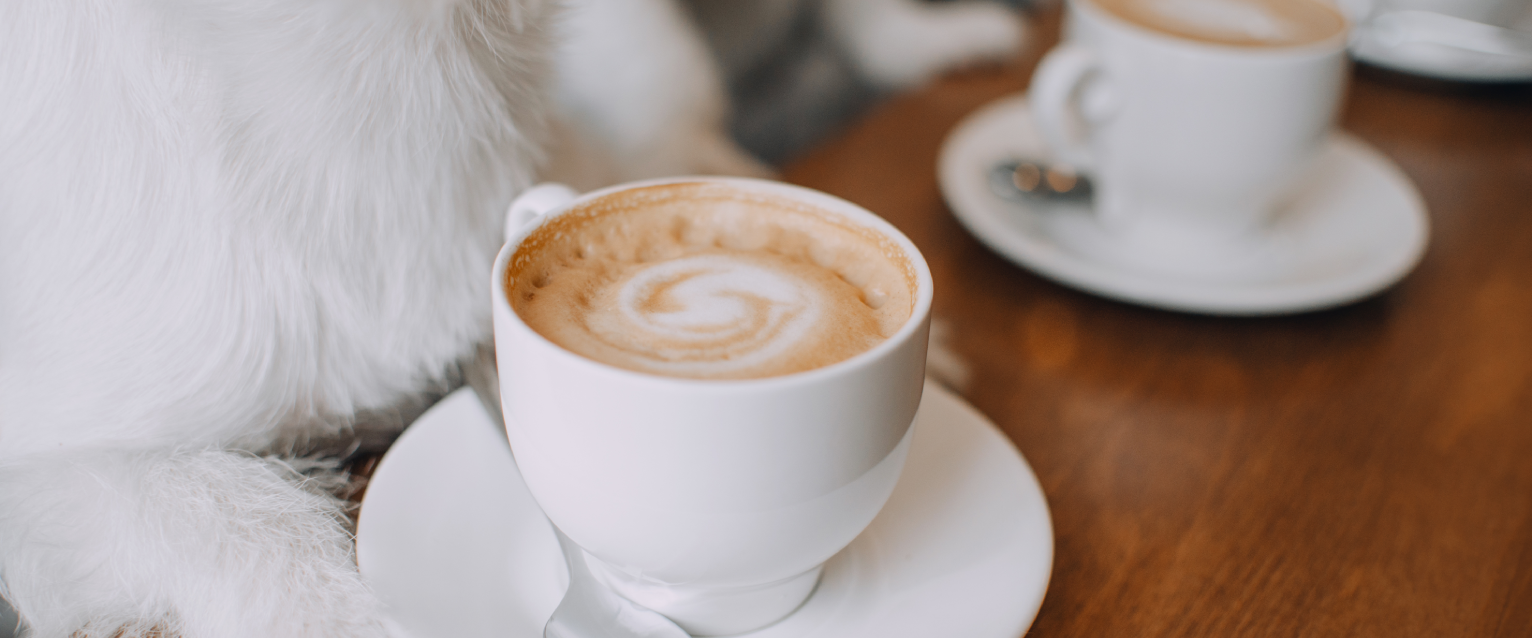 Dog-Friendly Guide to Boulder: Things to do in Boulder With a dog ...