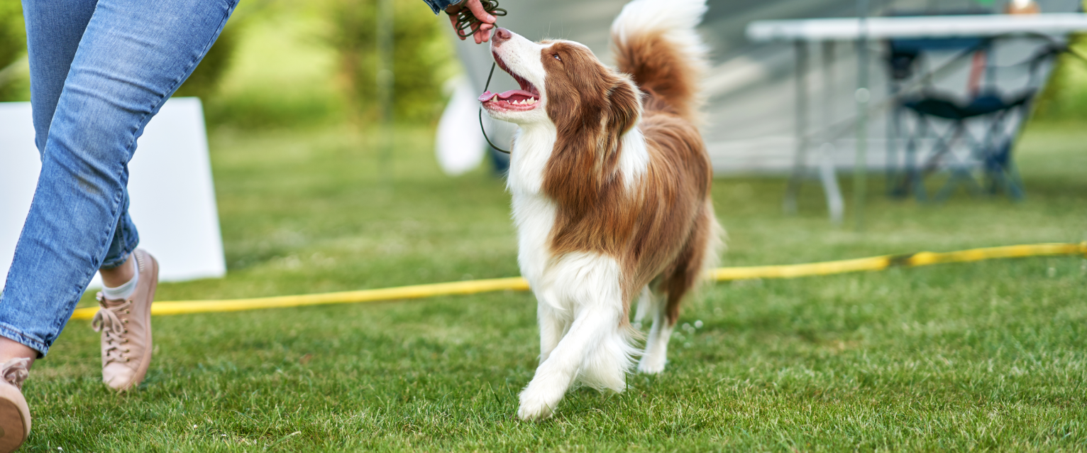 Dog-Friendly Guide to Boulder: Things to do in Boulder With a dog ...