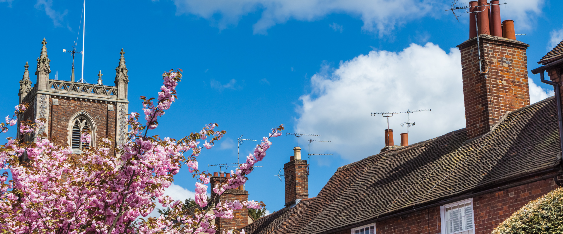 A Guide to Dog-Friendly St Albans | TrustedHousesitters.com