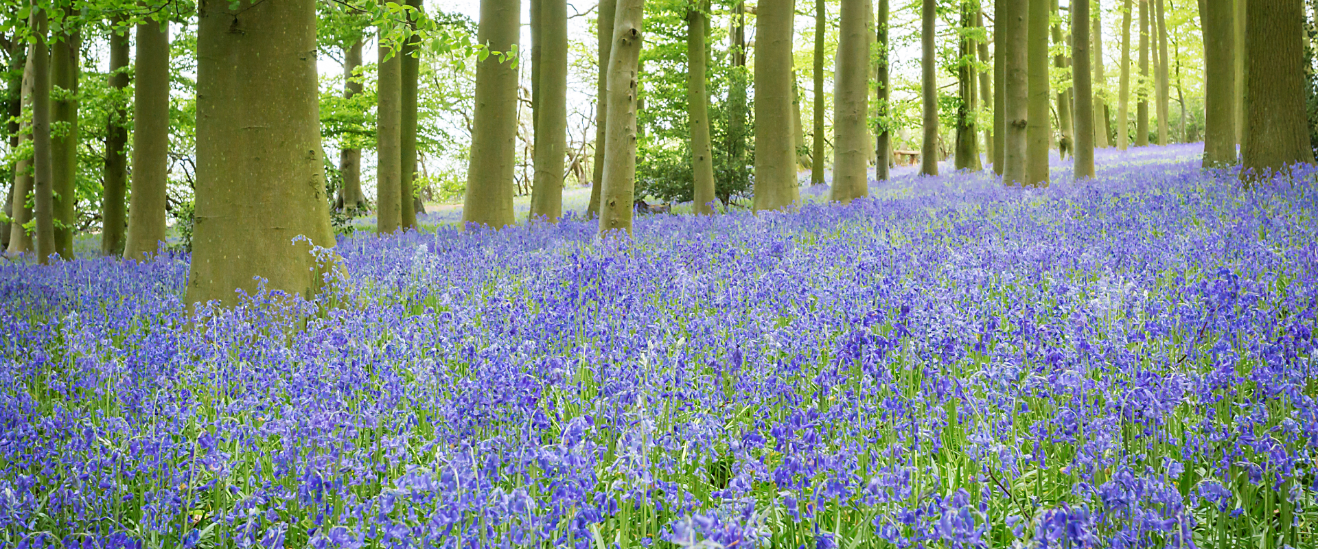 A Guide to Dog-Friendly Northampton | TrustedHousesitters.com