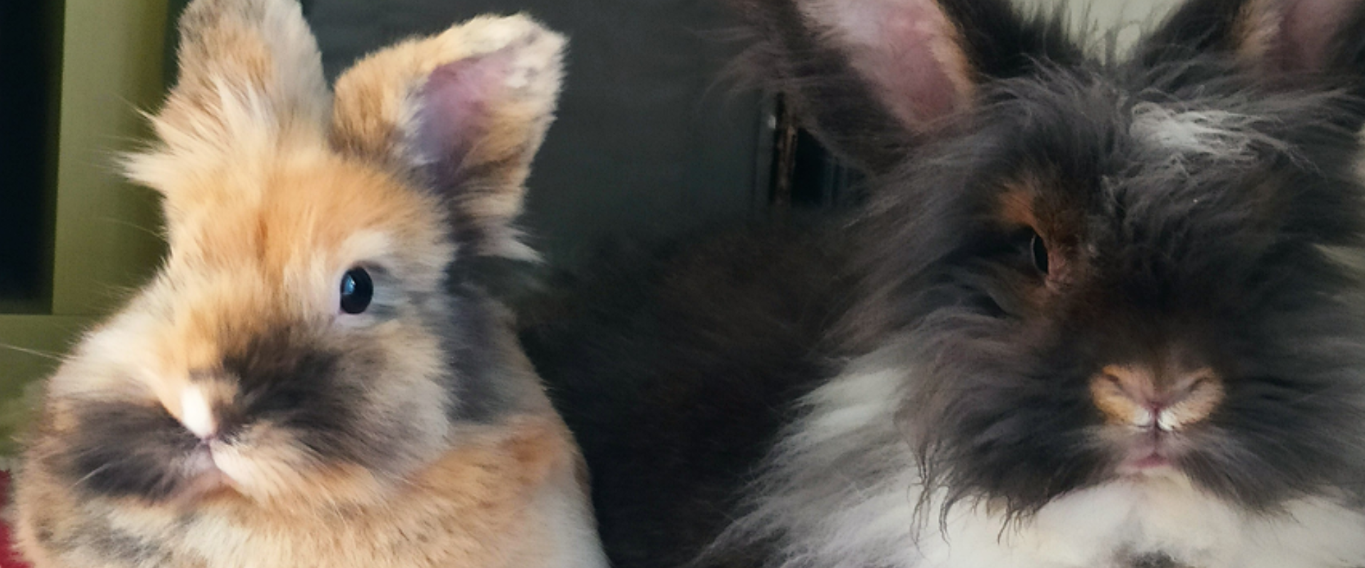 4 Fabulously Fresh Pet Sits for the First Day of Spring ...