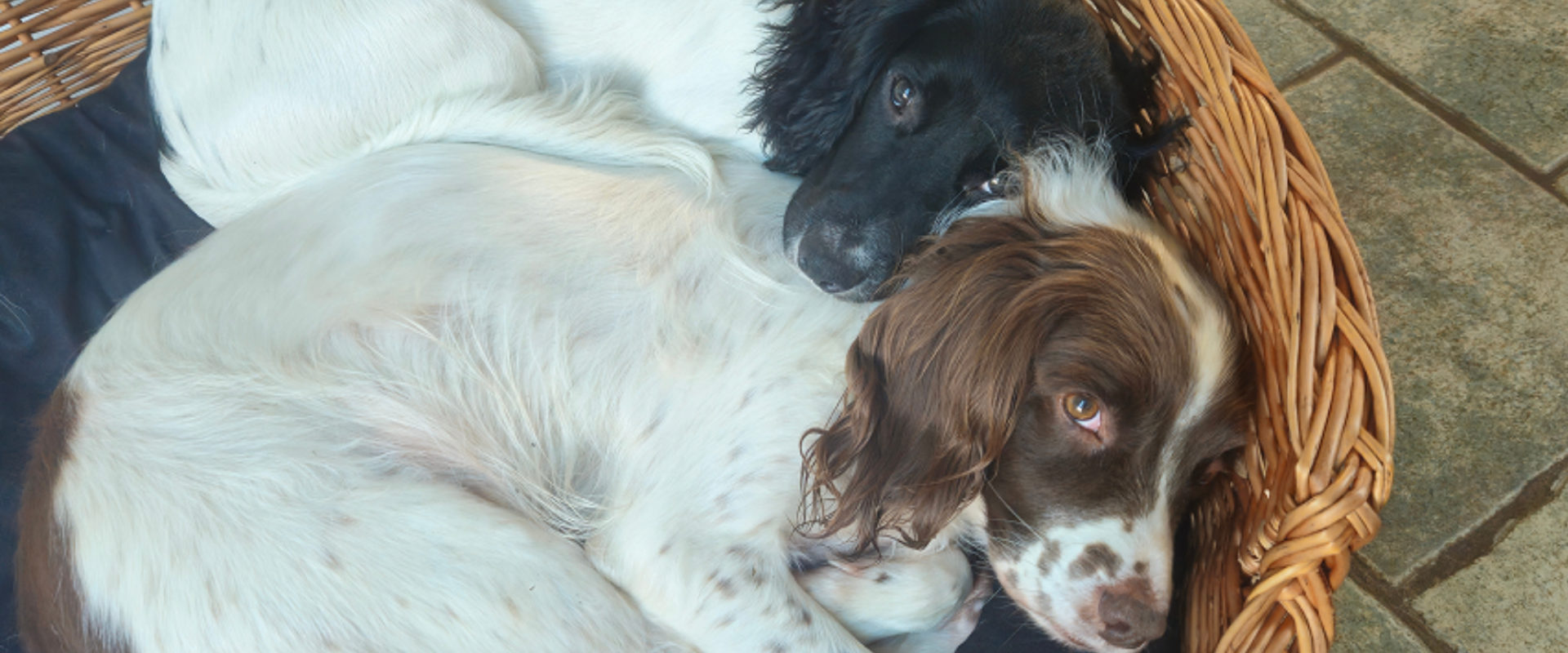 4 Fabulously Fresh Pet Sits for the First Day of Spring ...