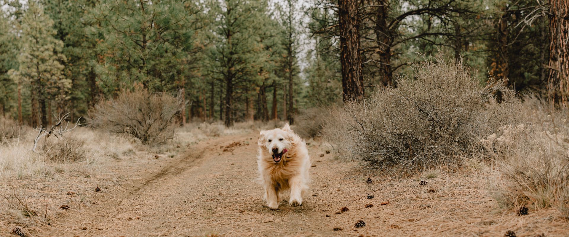 Pet-Friendly Bend, Oregon | Bend Dog-Friendly Restaurants ...