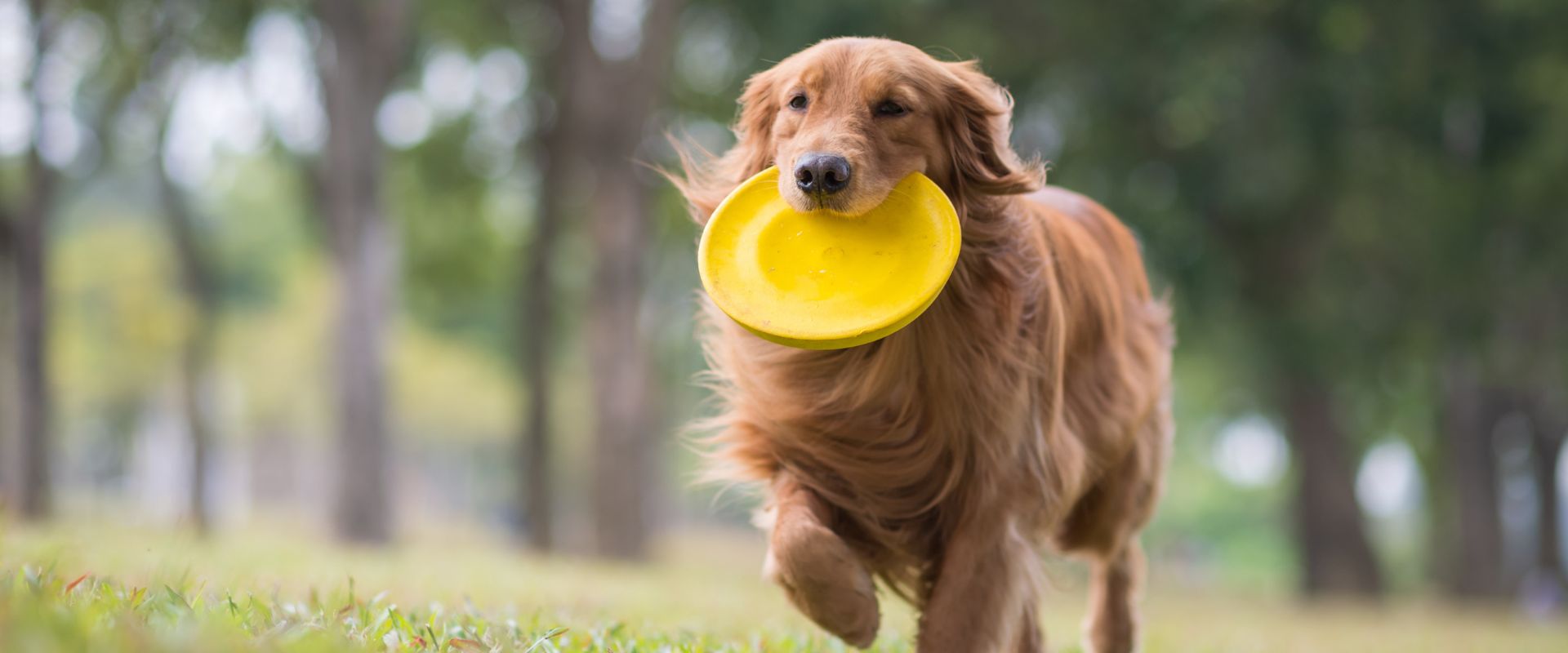 Dog-Friendly Boise | Boise Dog Parks | TrustedHousesitters.com