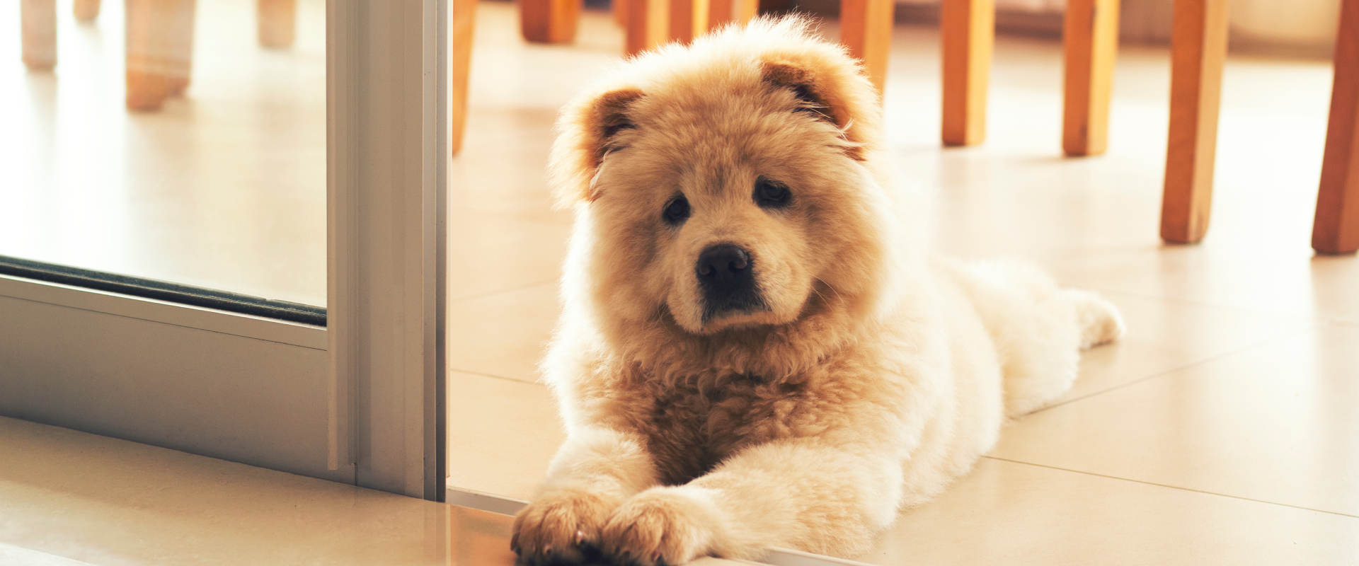 Everything You Need To Know About Chow Chow Puppies ...