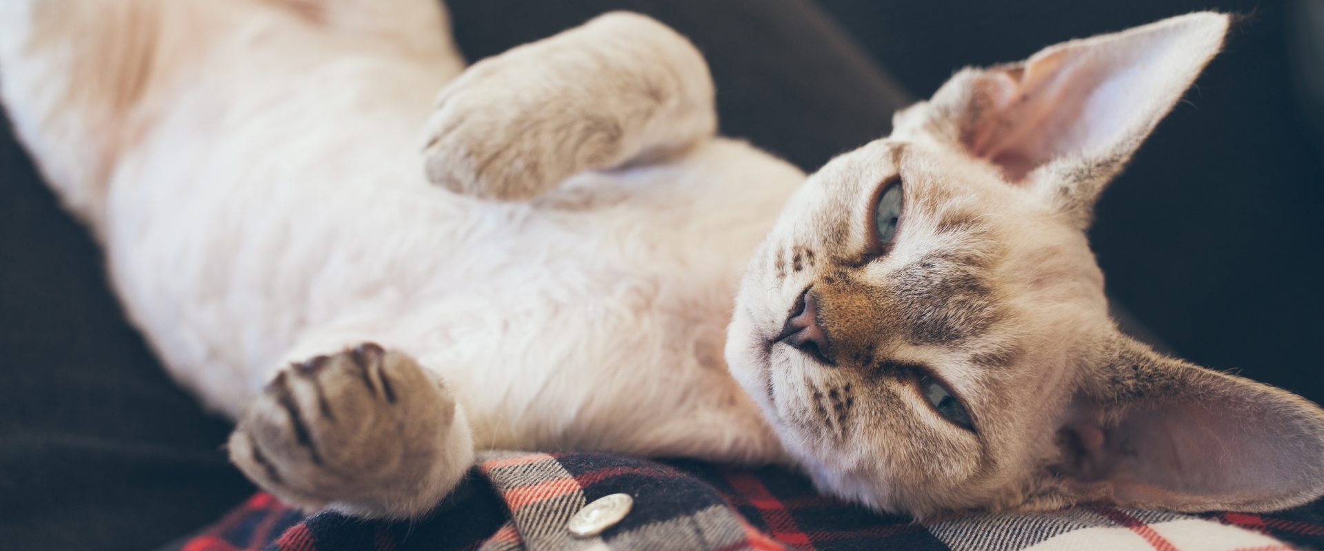 Why is my cat breathing fast? Rapid breathing in cats ...