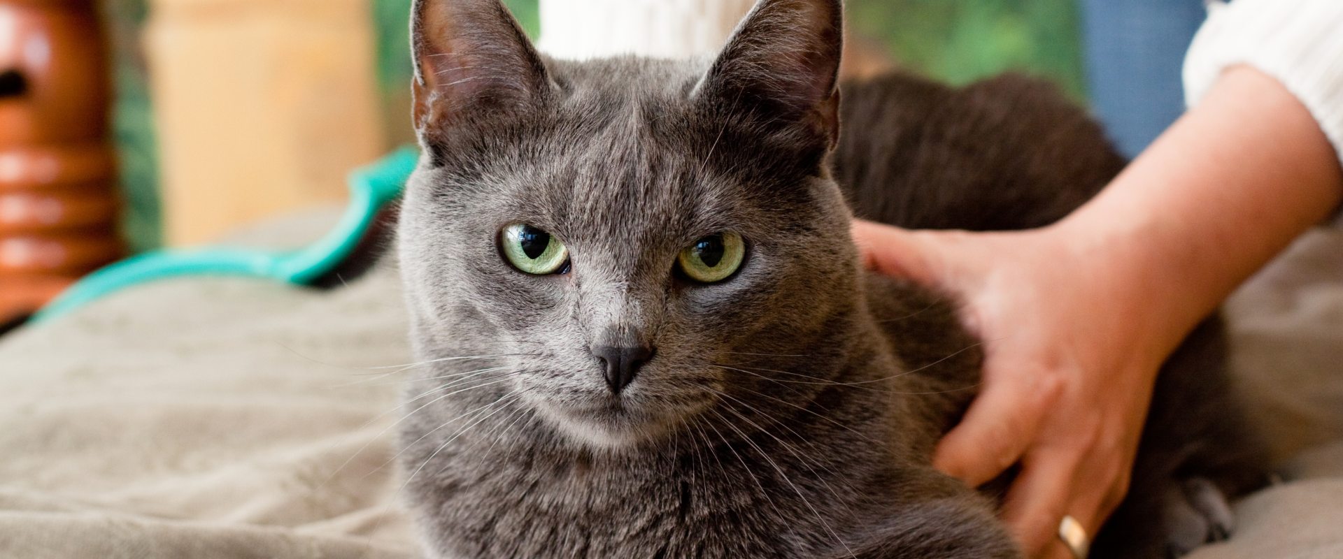 Why is my cat breathing fast? Rapid breathing in cats ...