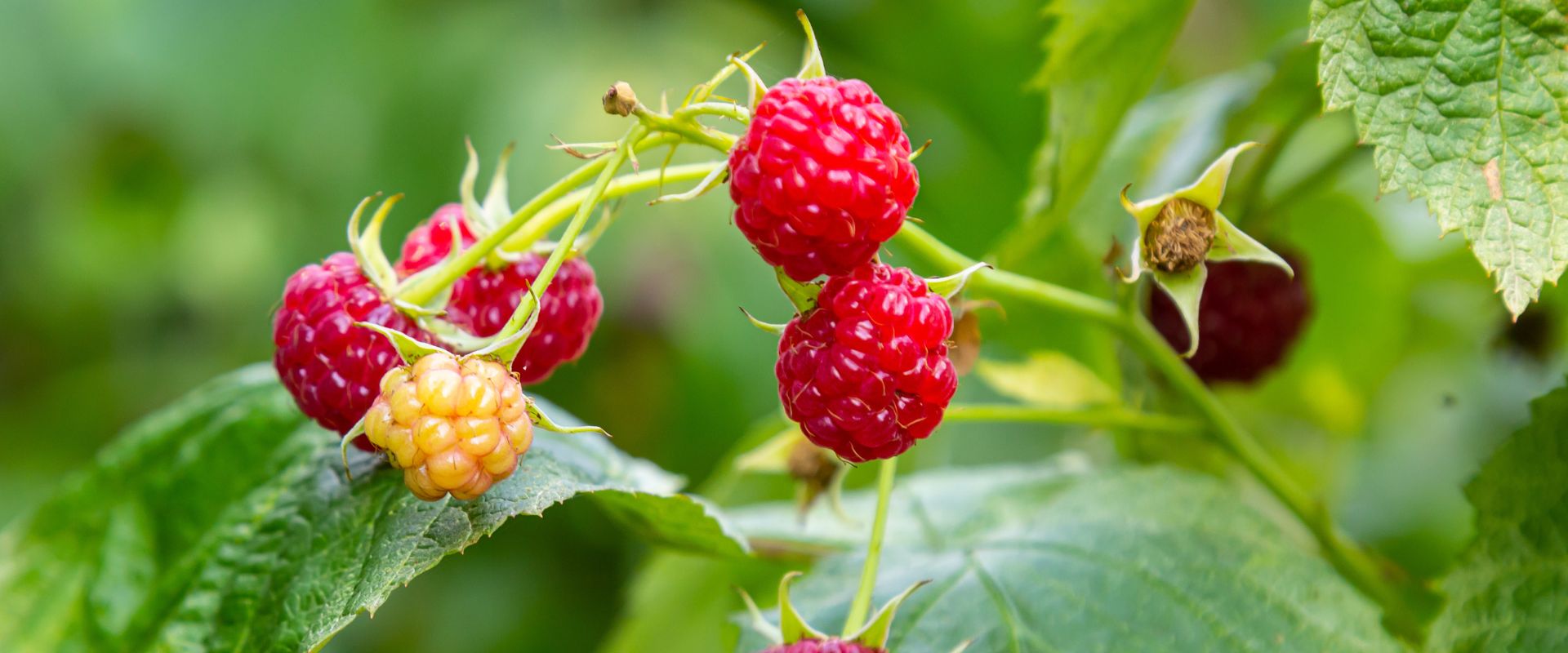 Can Dogs Eat Raspberries? | TrustedHousesitters.com