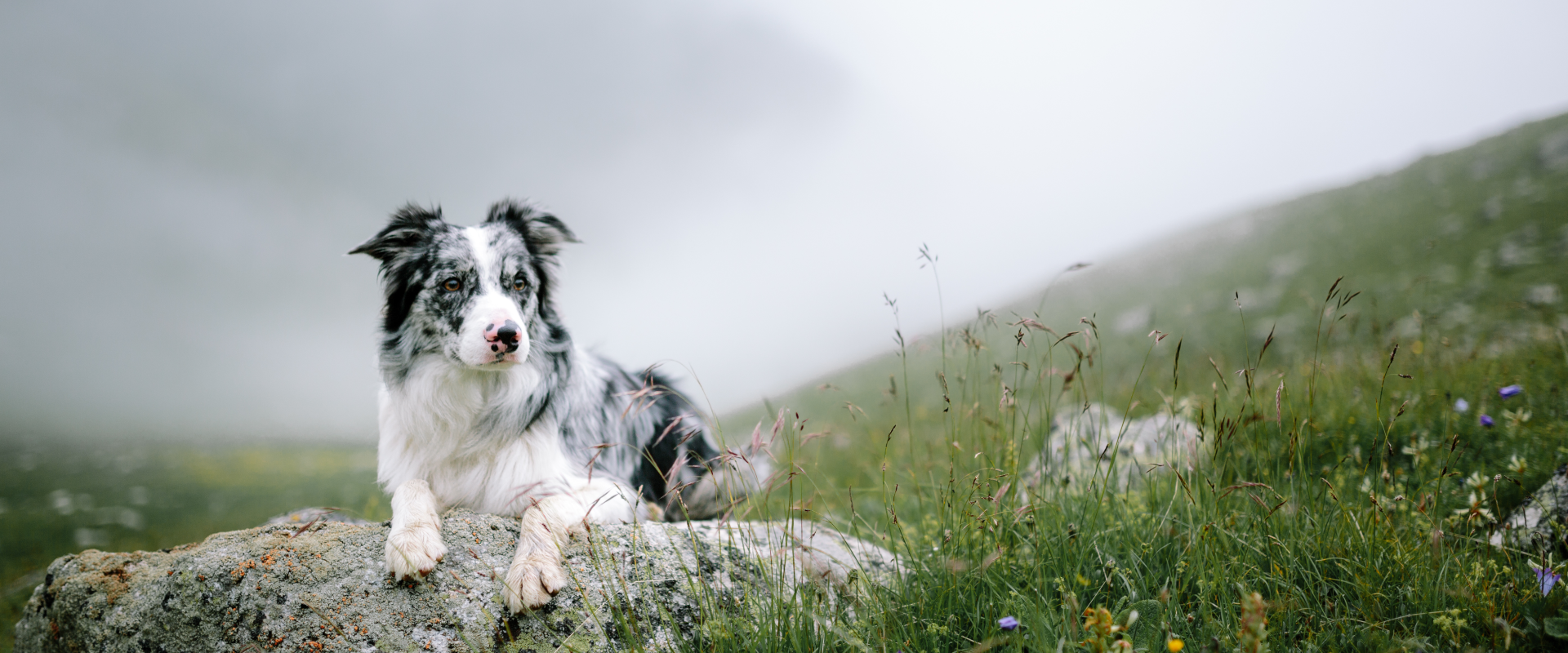 Border Collie Breed Guide | TrustedHousesitters.com