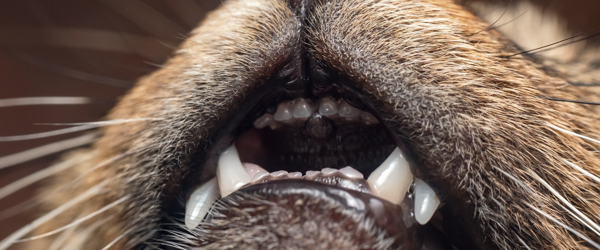 Cat Swollen Bottom Lip: What Does It Mean And How To Help ...