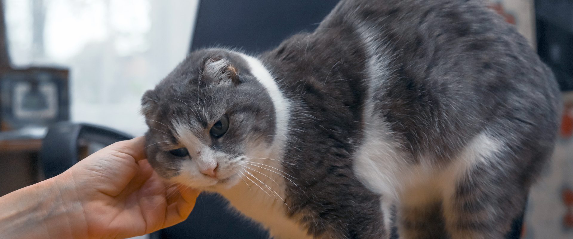 Understanding a cat arched back | TrustedHousesitters.com