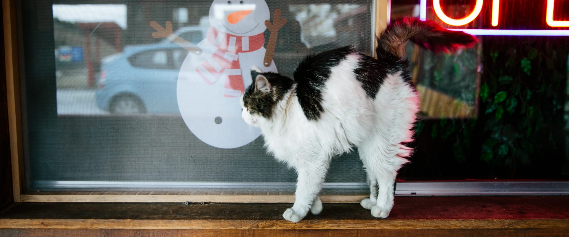 Understanding a cat arched back | TrustedHousesitters.com