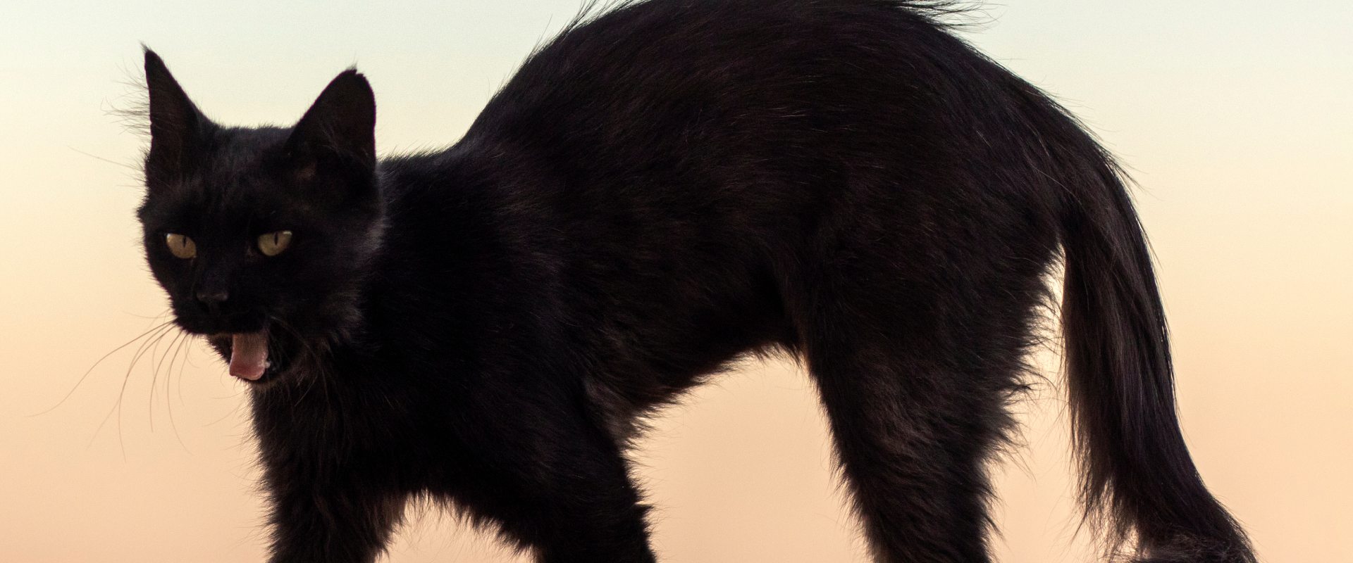 Understanding a cat arched back | TrustedHousesitters.com