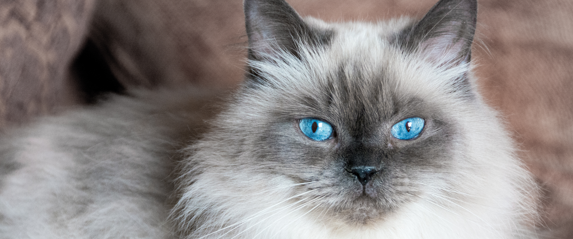 The Himalayan Cat Breed: Your Guide to the Fluffiest Felines ...