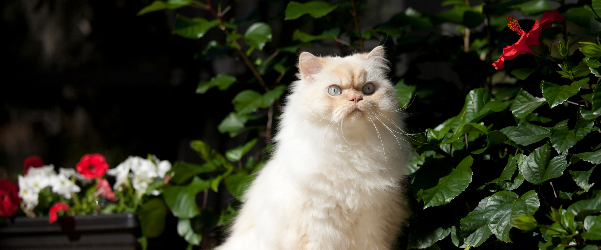 The Himalayan Cat Breed: Your Guide to the Fluffiest Felines ...