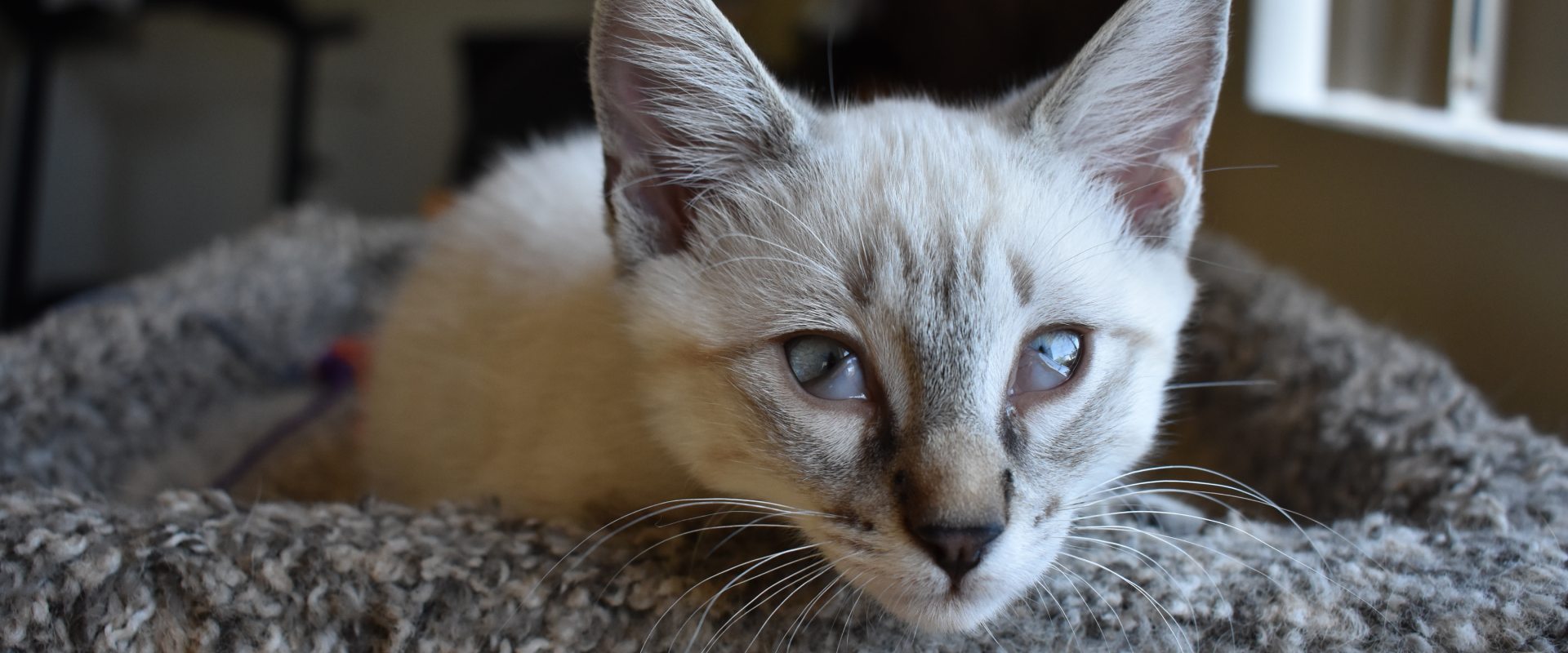 Cat Eye Problems: An Introduction to Cat Eye Health ...